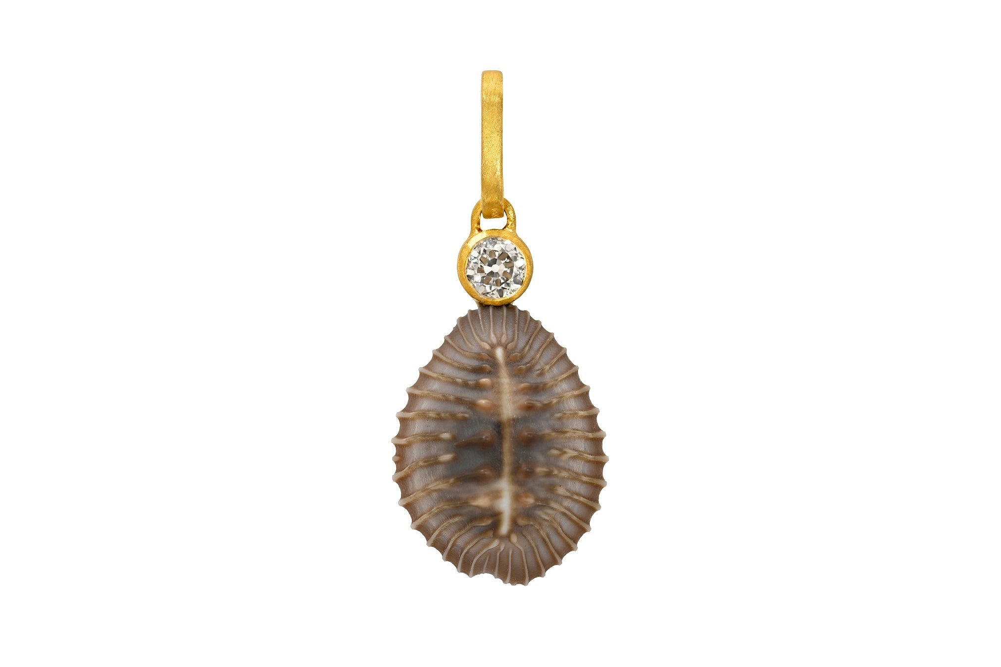 COWRIE SHELLS – DARIUS